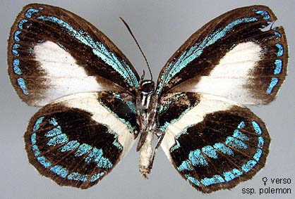 Papua Insects Foundation (Lepidoptera/Lycaenidae/Lycaeninae ...